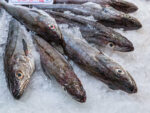 26 Different Types of Fish To Eat: Delicious and Nutritious