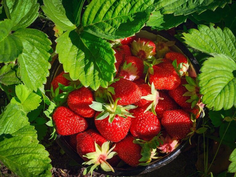 How To Ripen Strawberries? The Best Methods To Do It