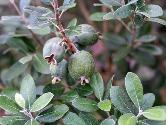 26 Types of Guava: From Common to Rare Tropical Finds