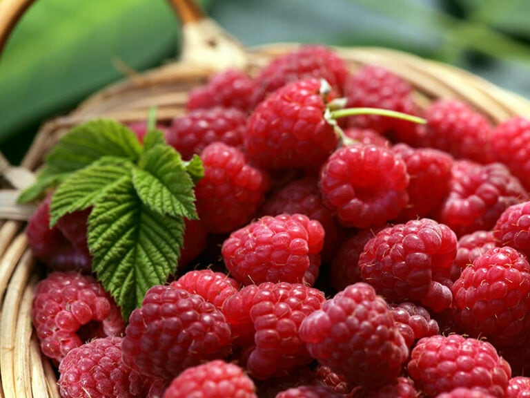 Raspberries vs. Strawberries: Appearance, Flavor, Storage Life