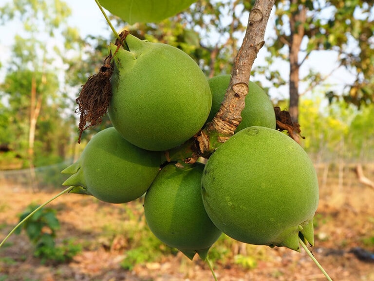 26 Types of Guava: From Common to Rare Tropical Finds