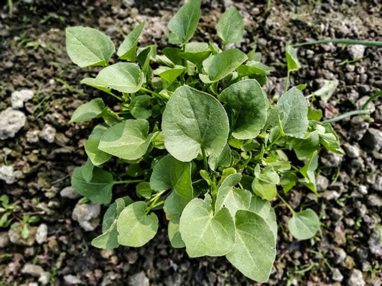 11 Popular Vegetables That Start With U: Native Favorites
