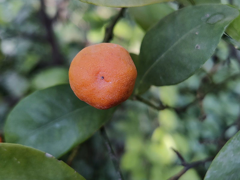 24 Fruits That Start With I: Common and Exotic Types