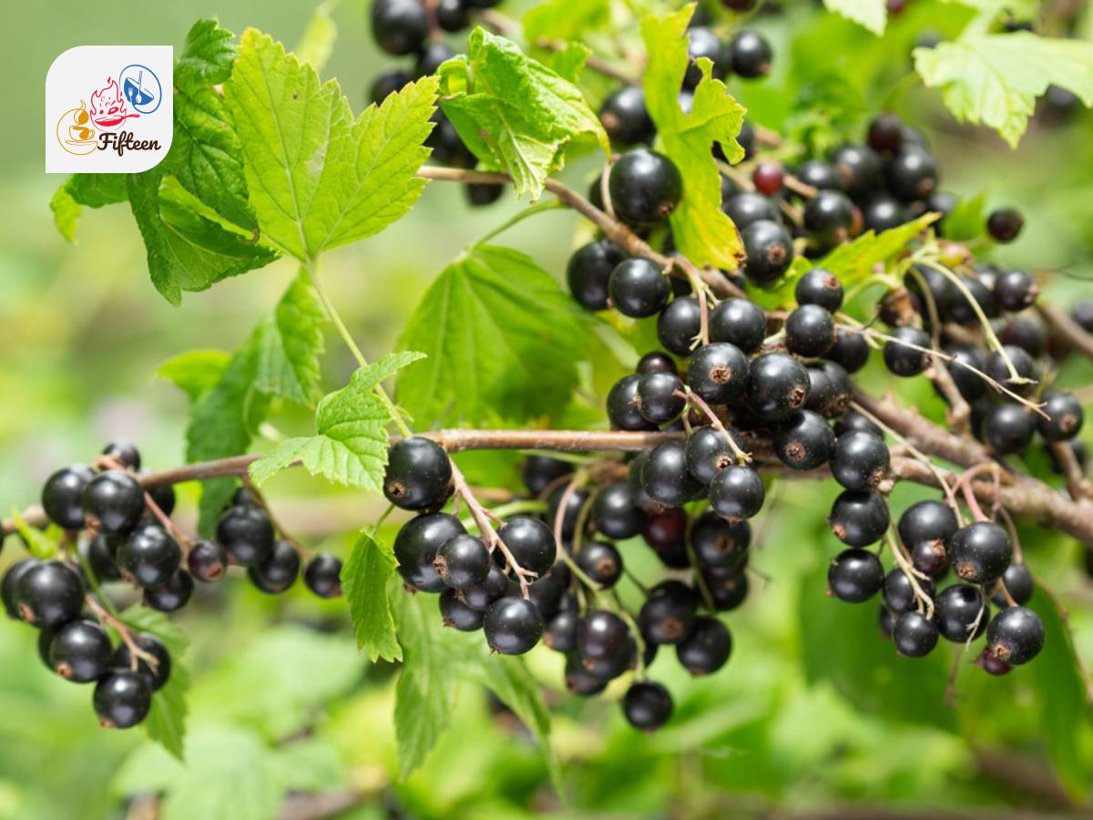 23 Common Black Foods: Fruits and Vegetables Included