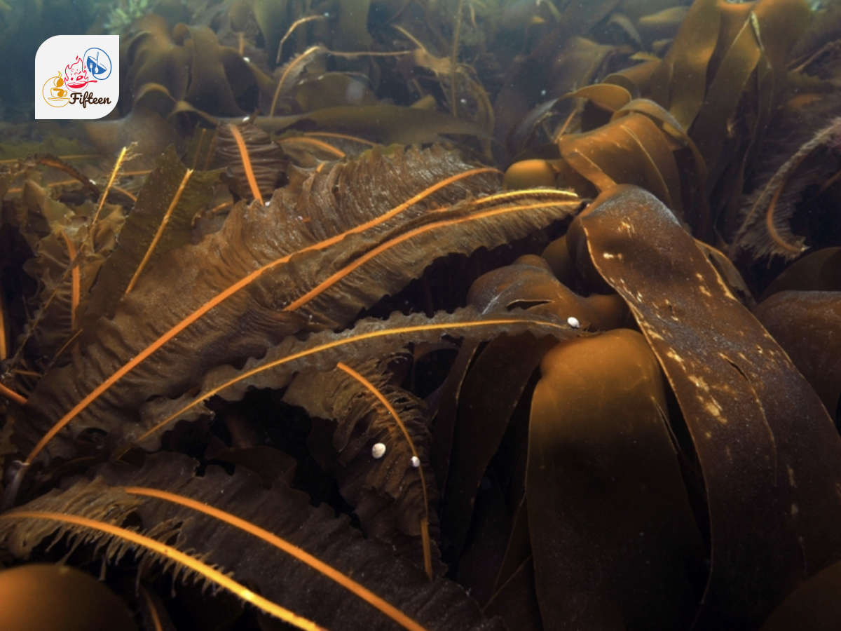 16 Delicious Vegetables That Start With D You Need To Know