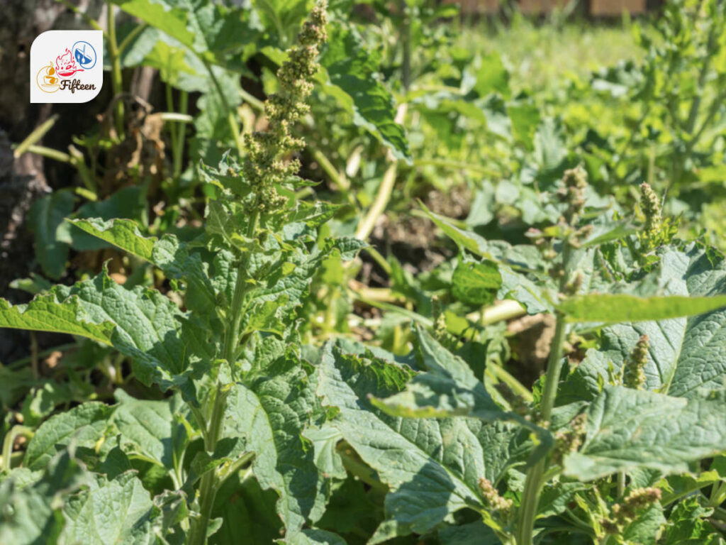 22 Vegetables That Start With G For Main and Side Dishes