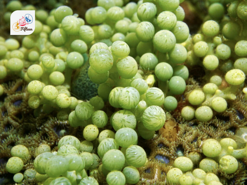 9 Tongan Food Dishes: Traditional and Popular Options