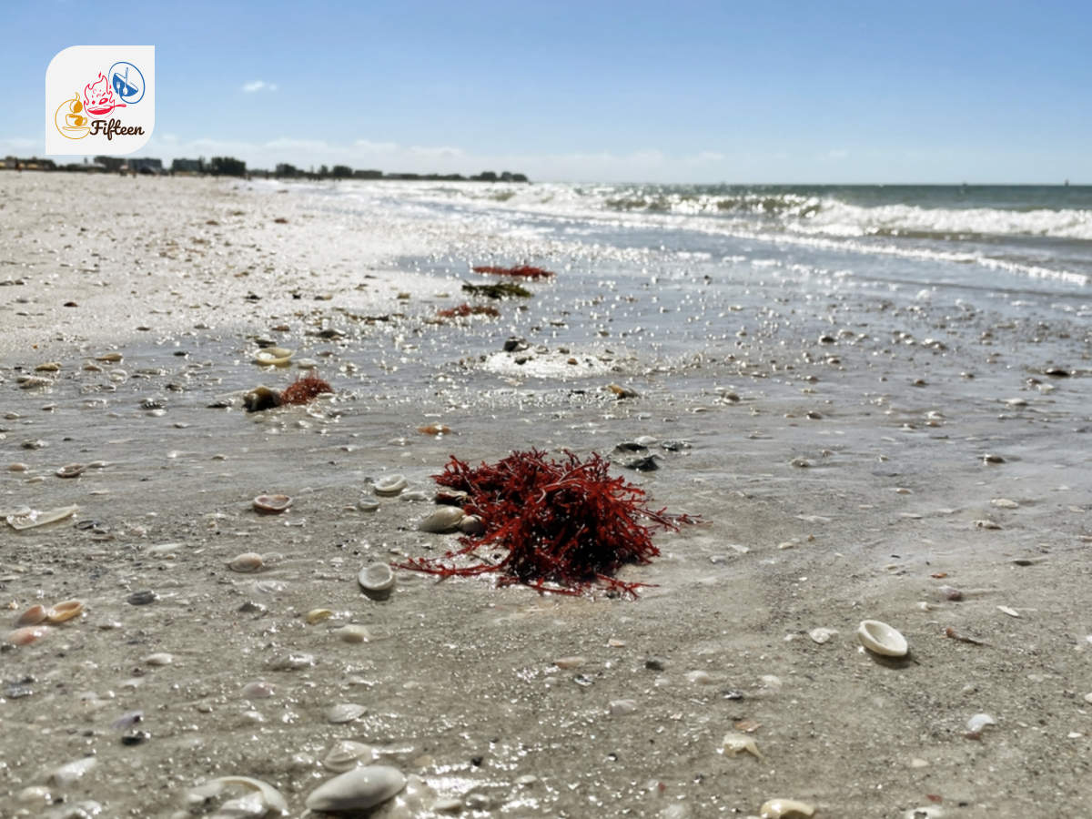 8 Vegetables That Start With O: Not Just Green and White