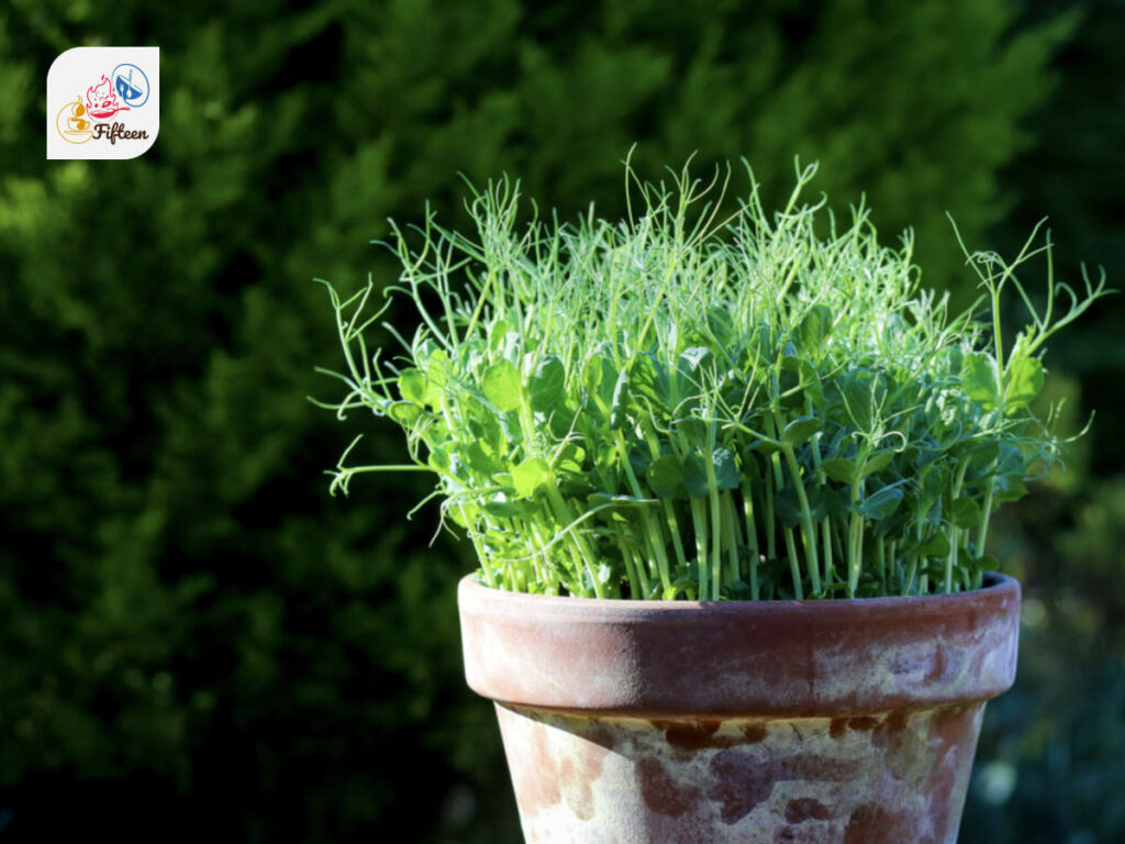 23 Vegetables That Start With P: Beyond Tubers and Greens