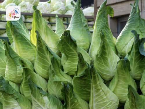 23 Vegetables That Start With P: Beyond Tubers and Greens