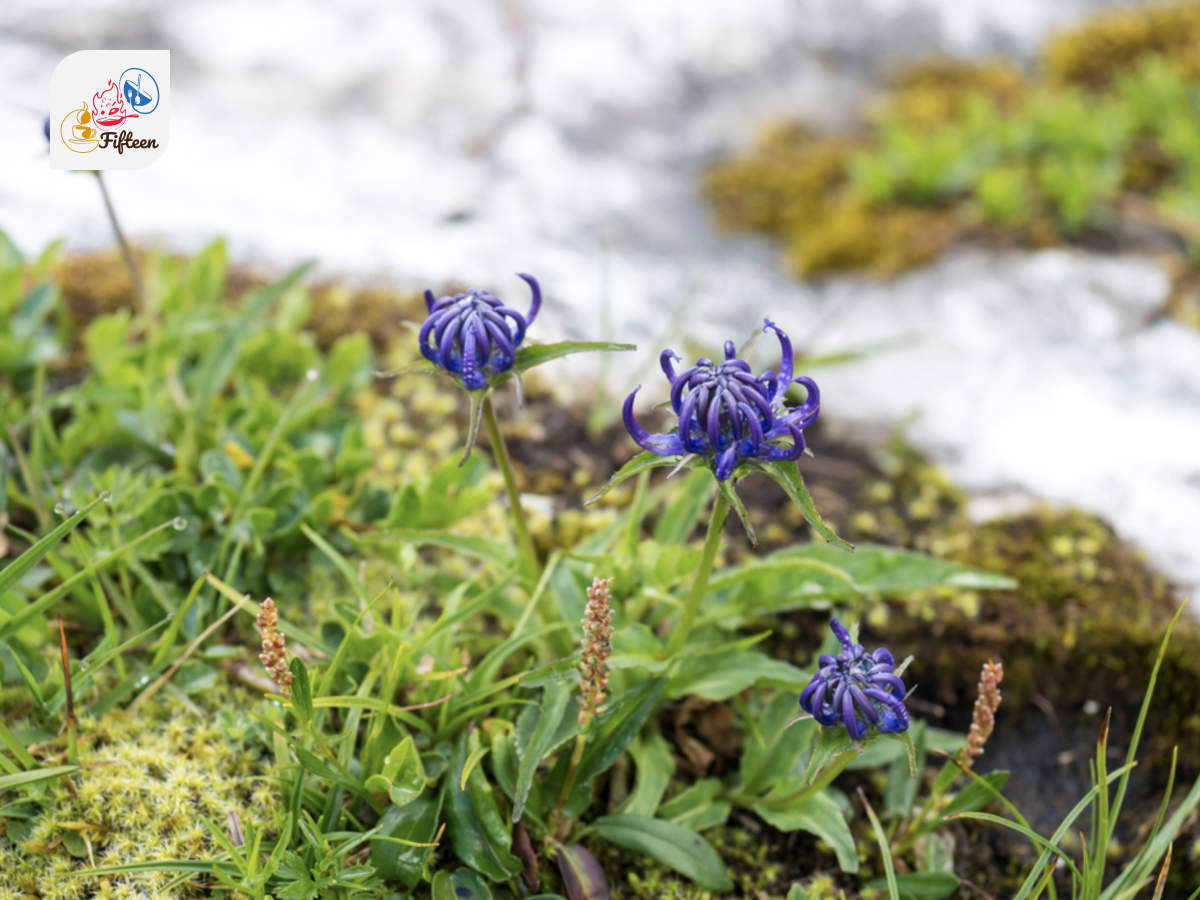 13 Green and Root Vegetables That Start With R