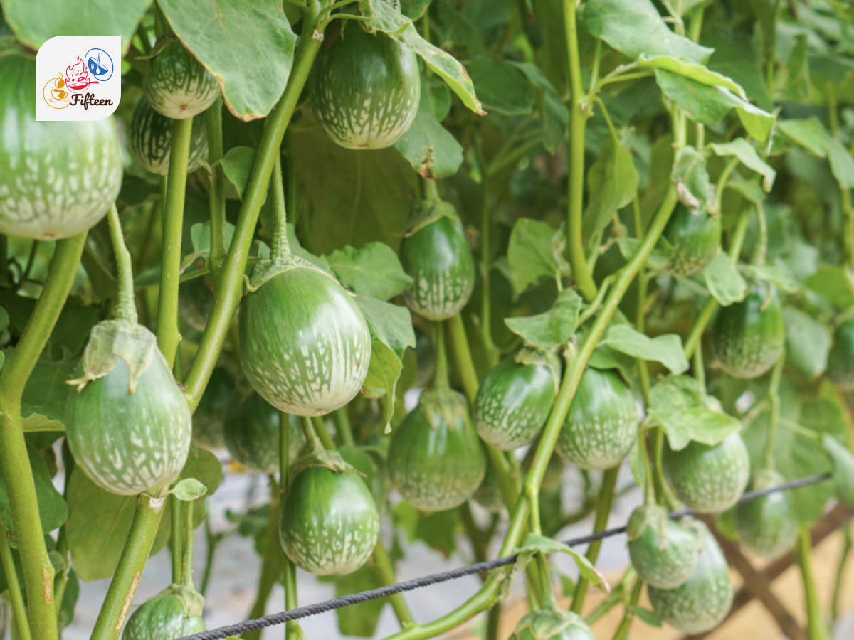 11 Traditional and Common Thai Vegetables with Pictures