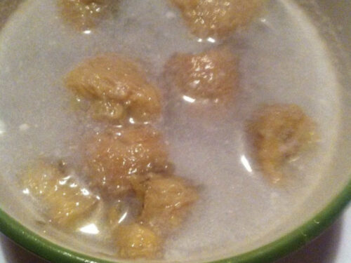 9 Tongan Food Dishes: Traditional and Popular Options