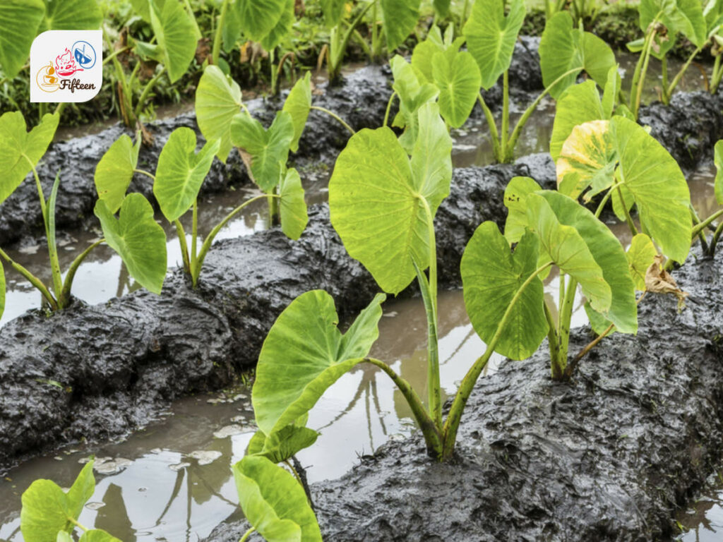9 Green Vegetables That Start With X