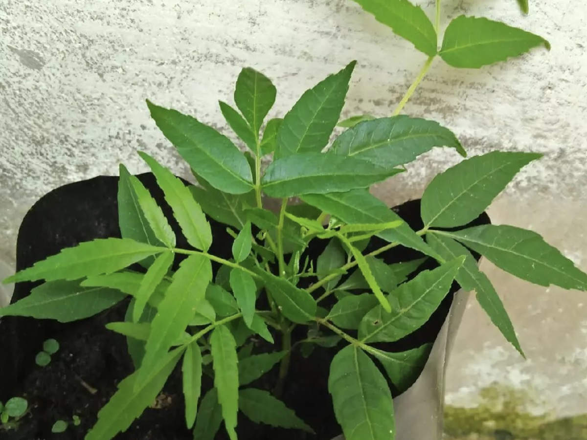 9 Green Vegetables That Start With X