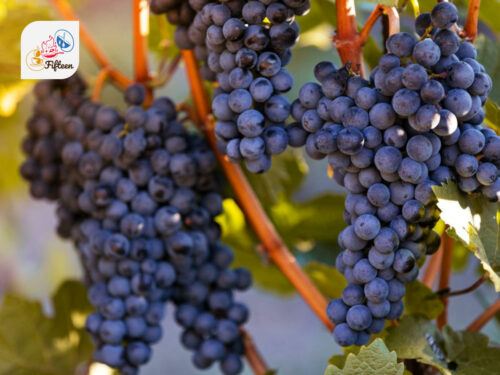 16 Tasty Fruits and Vegetables That Start with X