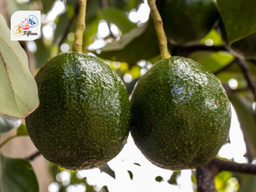 20 Famous Brazilian Fruits From Popular to Exotic Options