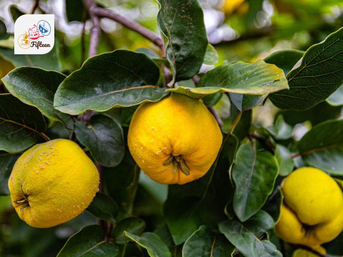 23 Most Popular Fall Fruits