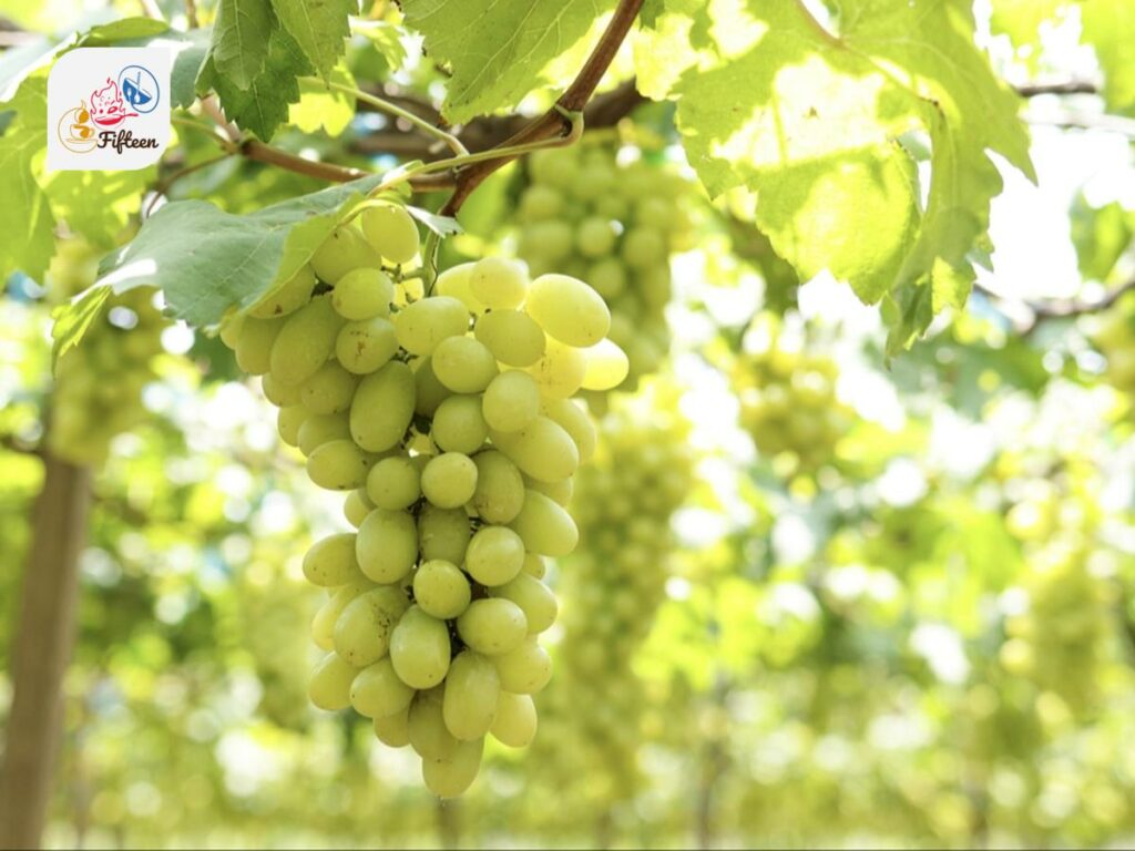 23 Most Popular Fall Fruits
