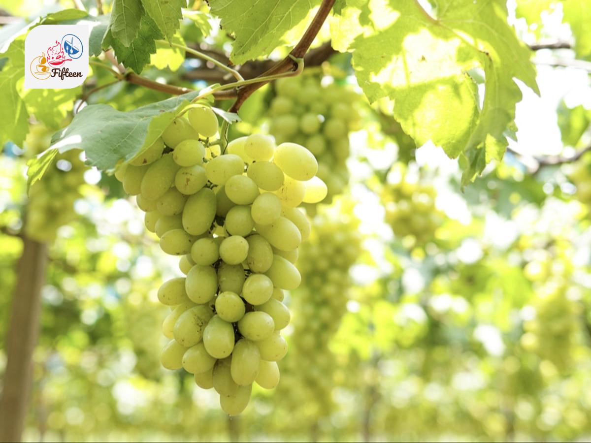 39 Common Asian Fruits: List of Tropical and Other Varieties