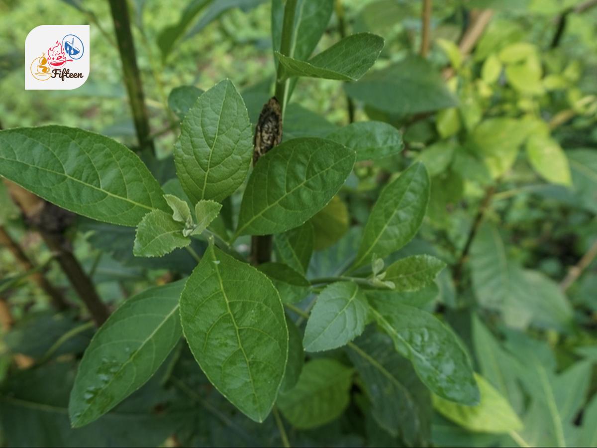 20 African Vegetables: Popular Varieties and Common Picks