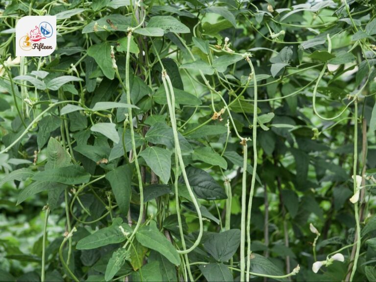 20 African Vegetables: Popular Varieties and Common Picks