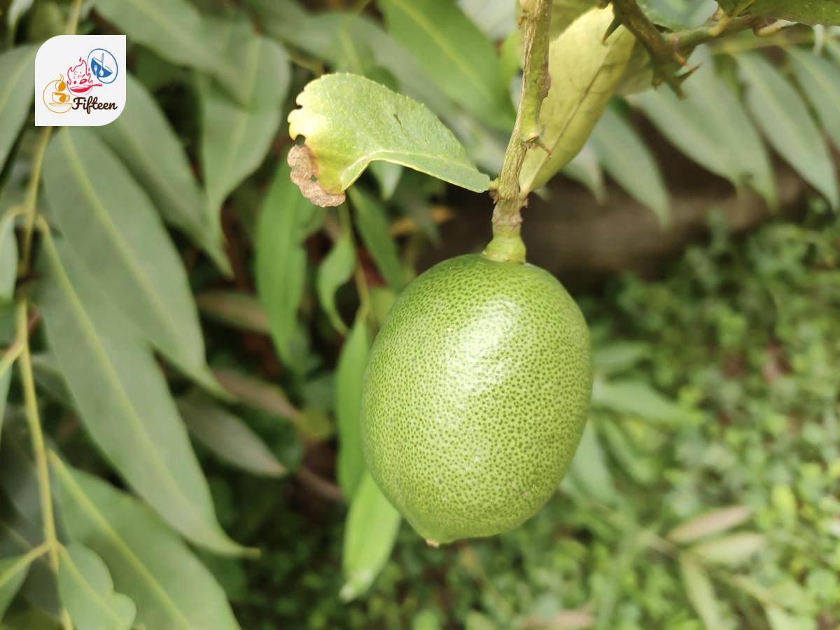 19 Indian Fruits: Exotic, Native, and Non-native