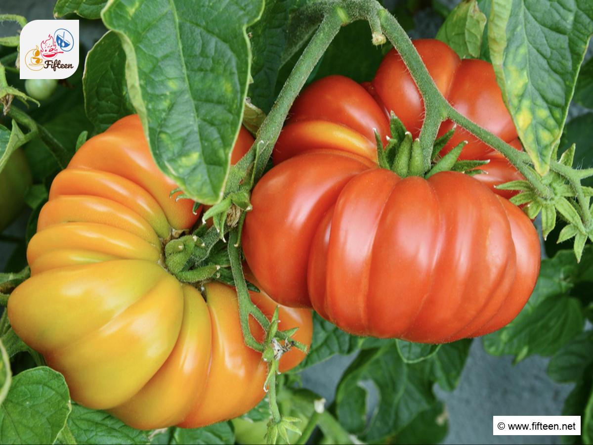 19 Vegetables That Start With H: Common and Exotic Picks