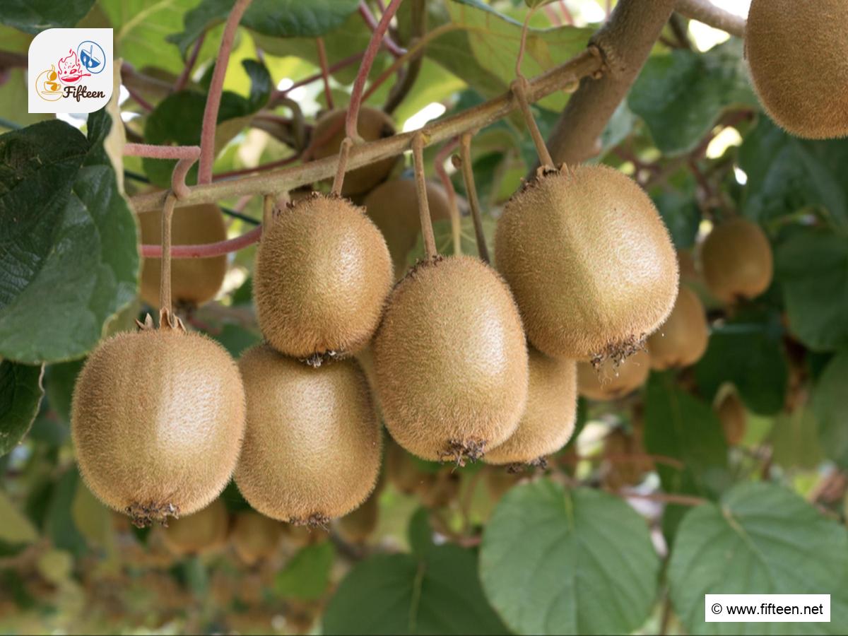 45 Common Foods That Start With Letter K Around the World