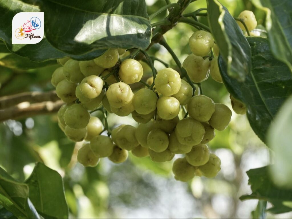 34 Fruits That Start With L: Popular Tropical Delights