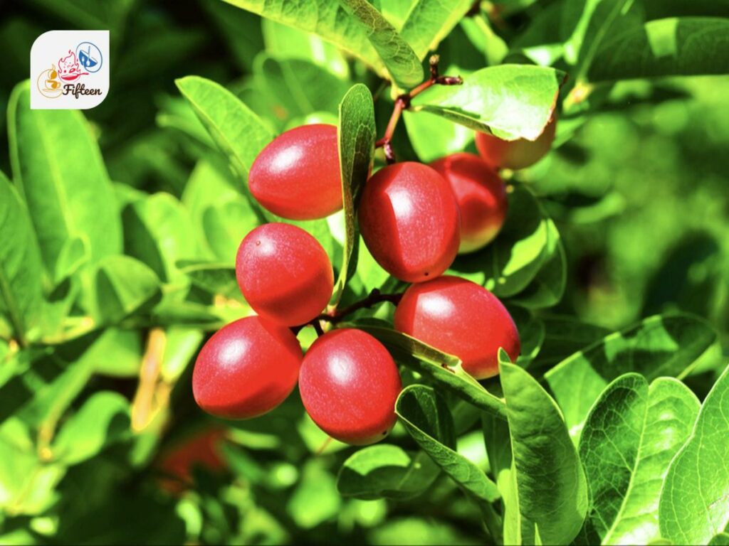 26 Native and Exotic Fruits That Start With M