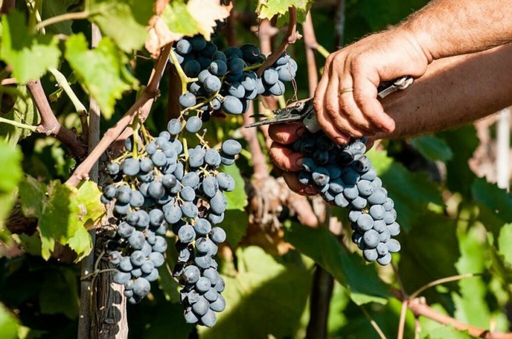 21 Common Fruits That Start With N: Popular Picks