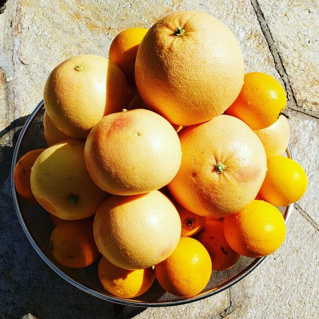 26 Popular Fruits That Start With O