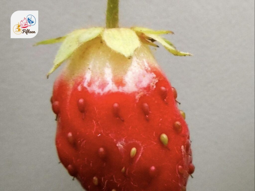 10 Common Fruits That Start With Q: A Complete List