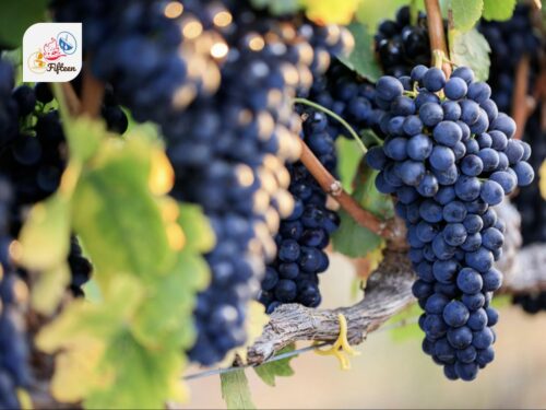 15 Popular Middle Eastern Fruits: Native & Non-native Choices