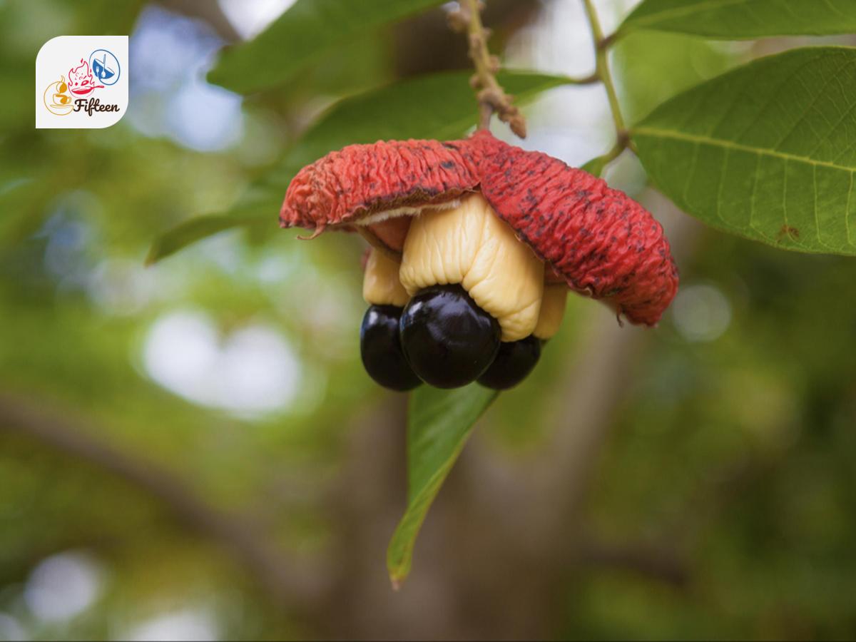 23 Caribbean Fruits: Common and Exotic Tropical Flavors