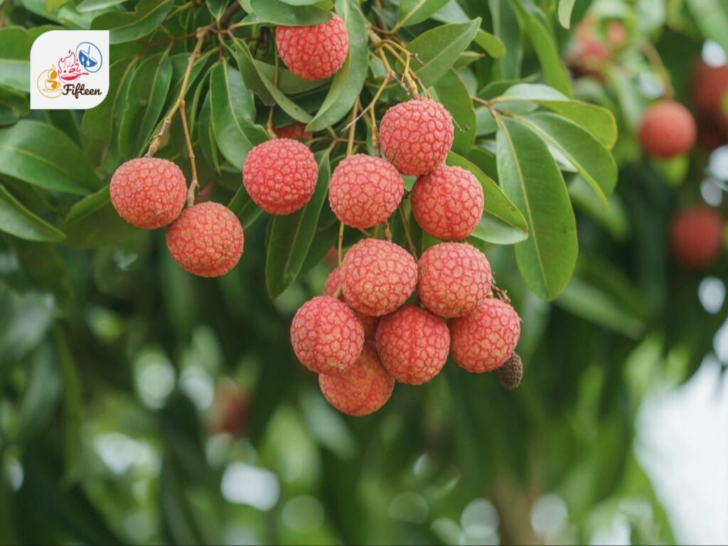 34 Fruits That Start With L: Popular Tropical Delights