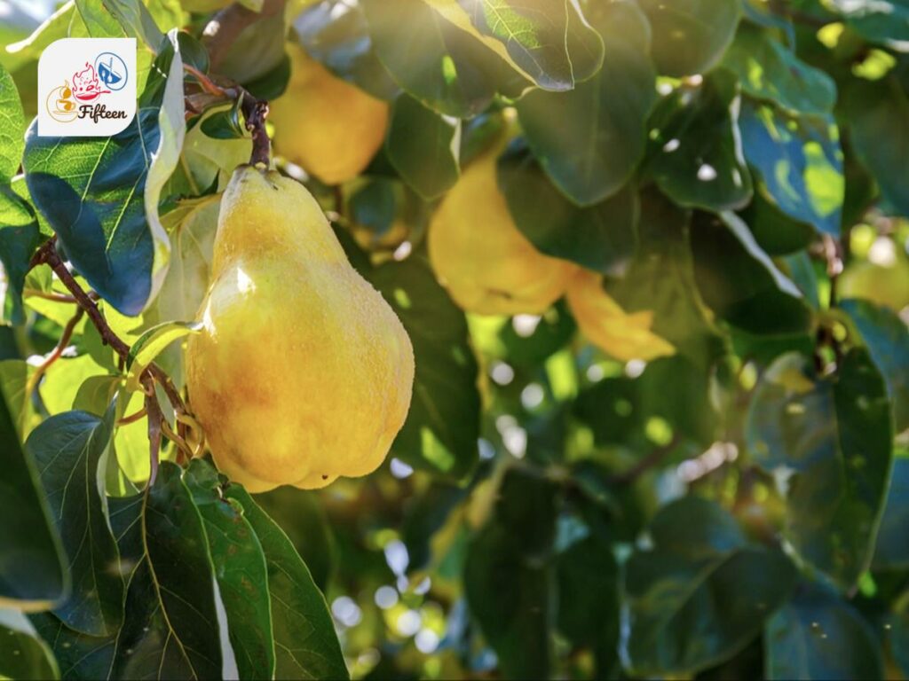 15 Popular Middle Eastern Fruits: Native & Non-native Choices