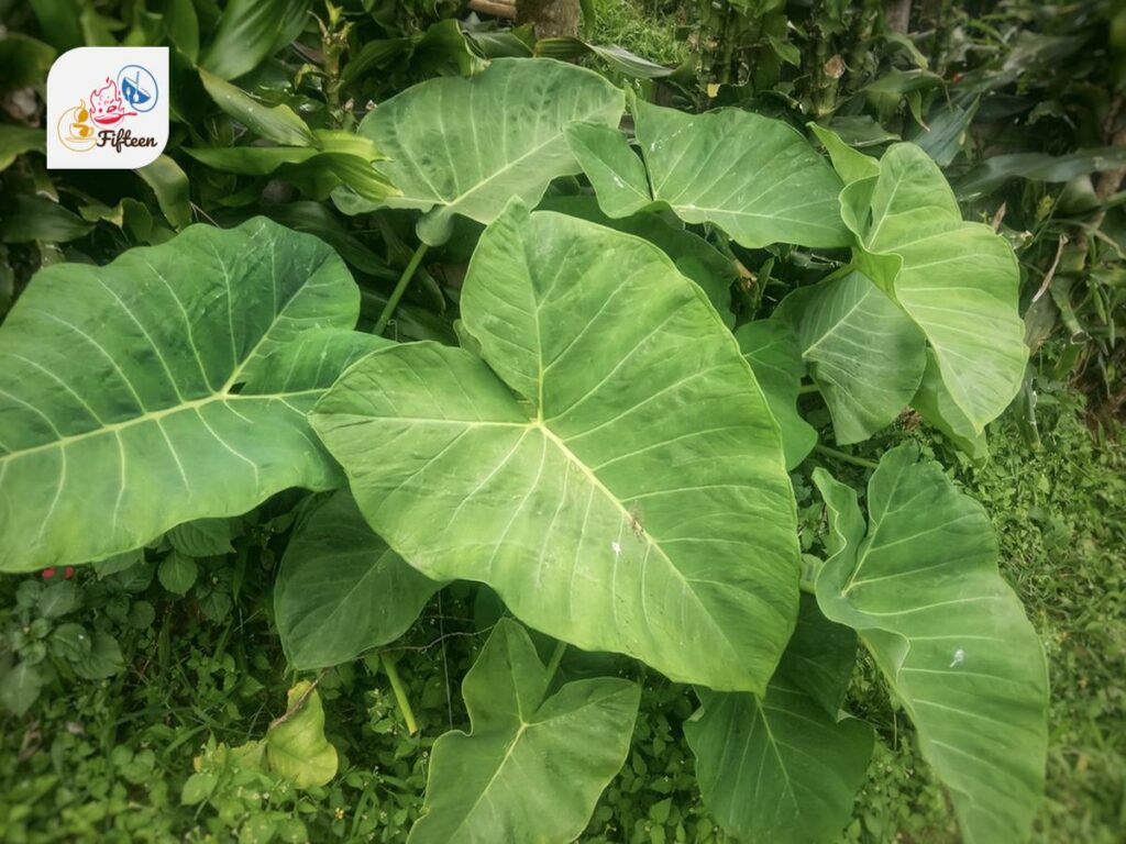 20 African Vegetables: Popular Varieties and Common Picks