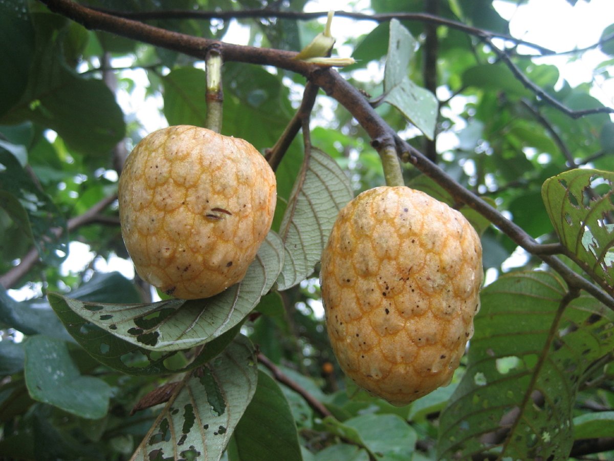 11 Popular and Exotic Fruits That Start With U
