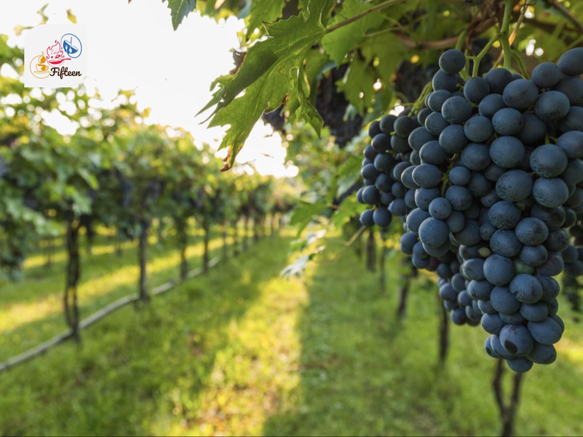 11 Popular and Exotic Fruits That Start With U