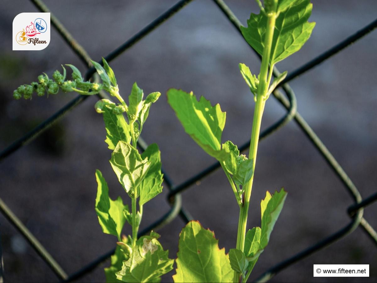 5 Popular and Exotic Vegetables That Start with Q