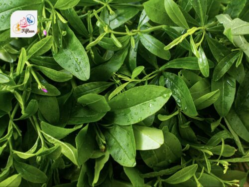 20 African Vegetables: Popular Varieties and Common Picks