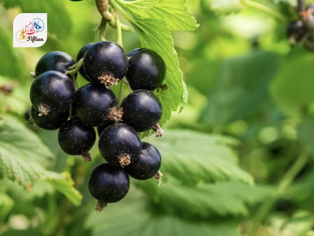 Purple Fruits: 22 Different Types of Fruits