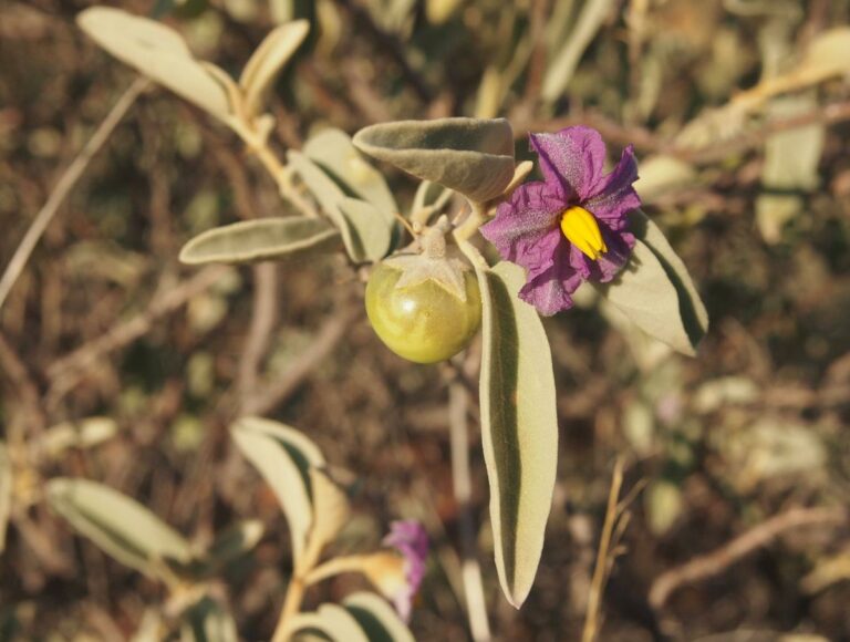 18 Native and Popular Australian Fruits with Pictures