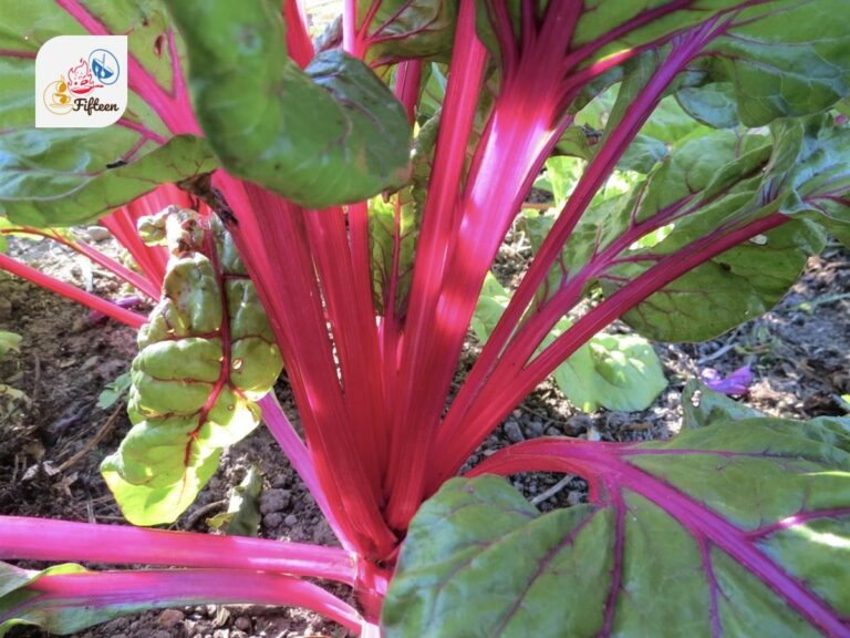 14 Different Red Vegetables