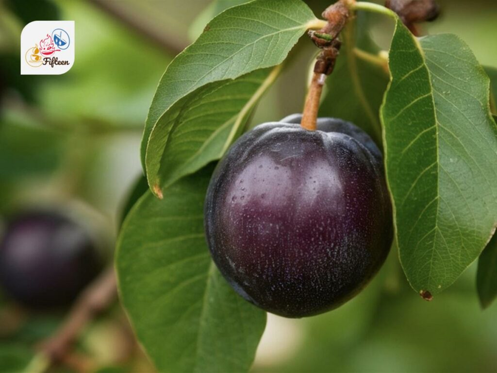 18 Native and Popular Australian Fruits with Pictures