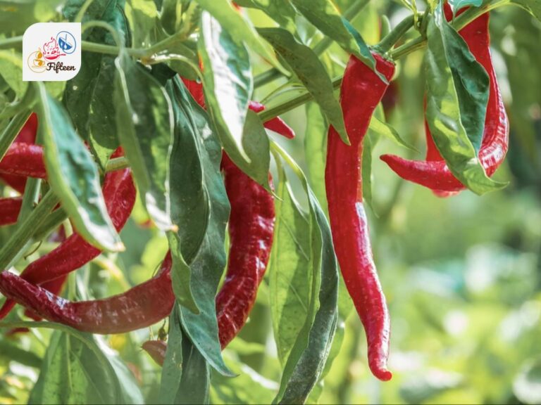 14 Different Red Vegetables