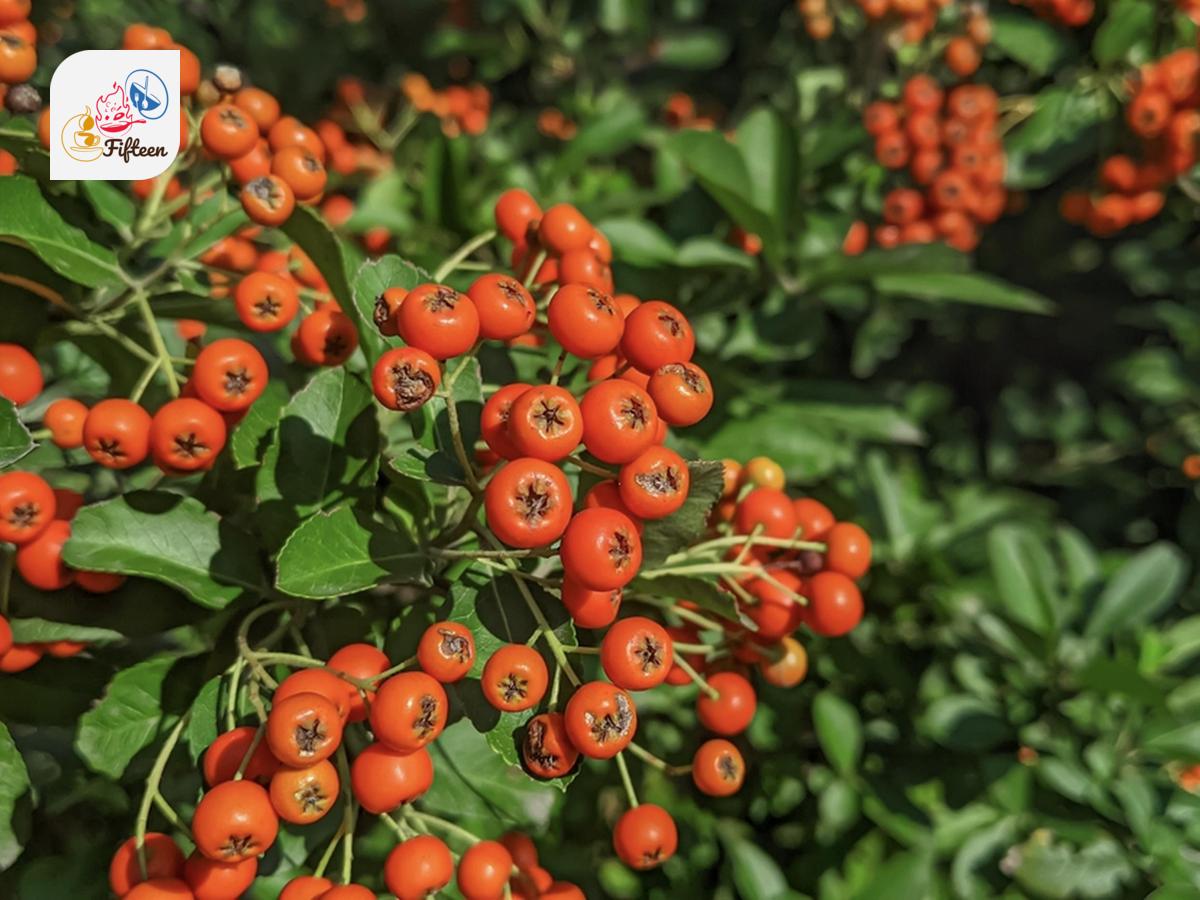 North American Fruits: 20 Famous Options