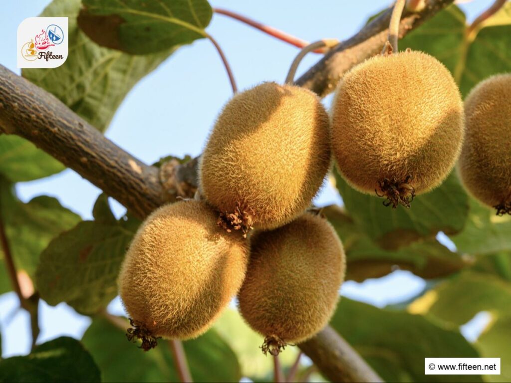 18 Popular Chinese Fruits: Native, Exotic, and Lucky Choices
